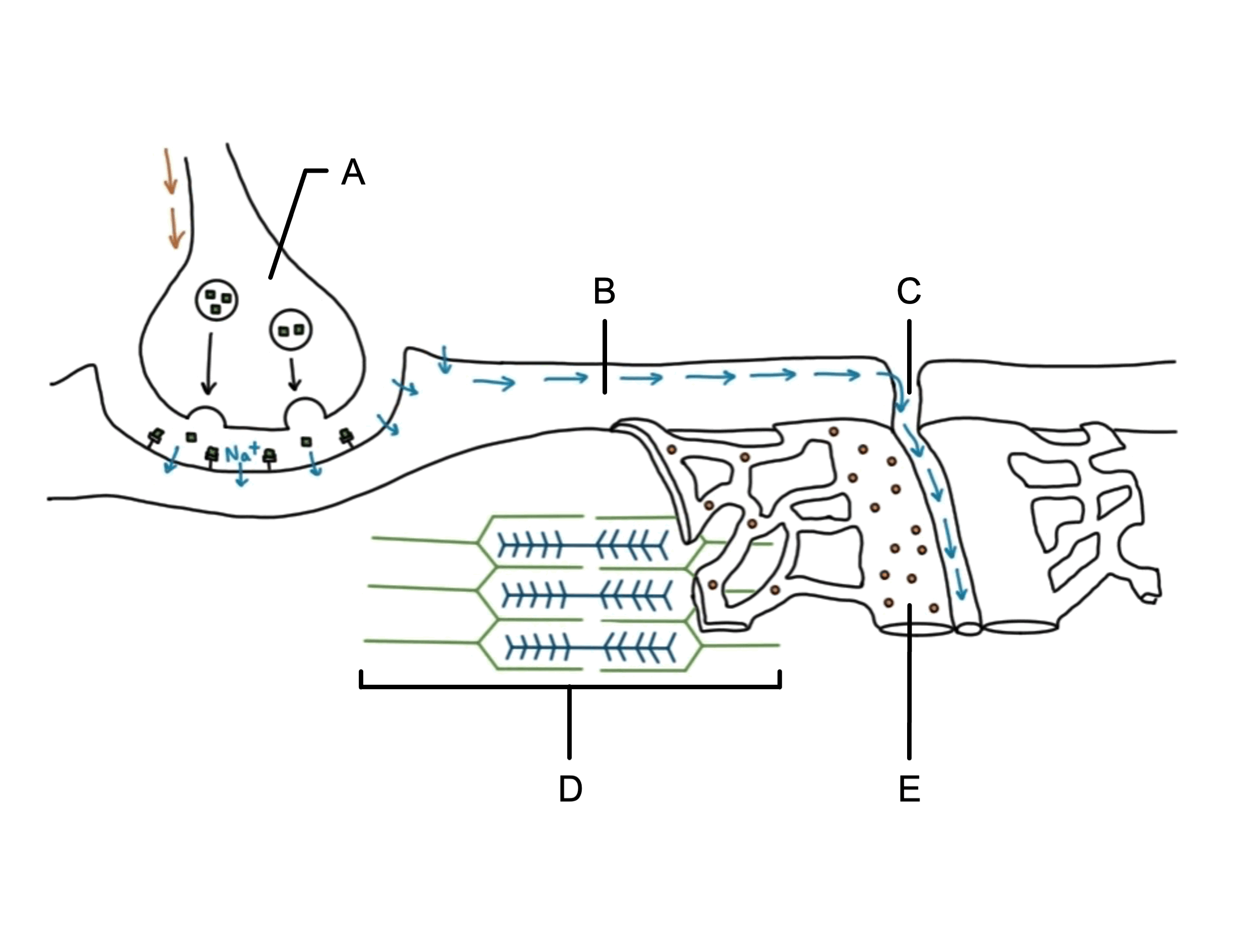 Black And White Muscular System Diagram Label Muscles Human Anatomy: