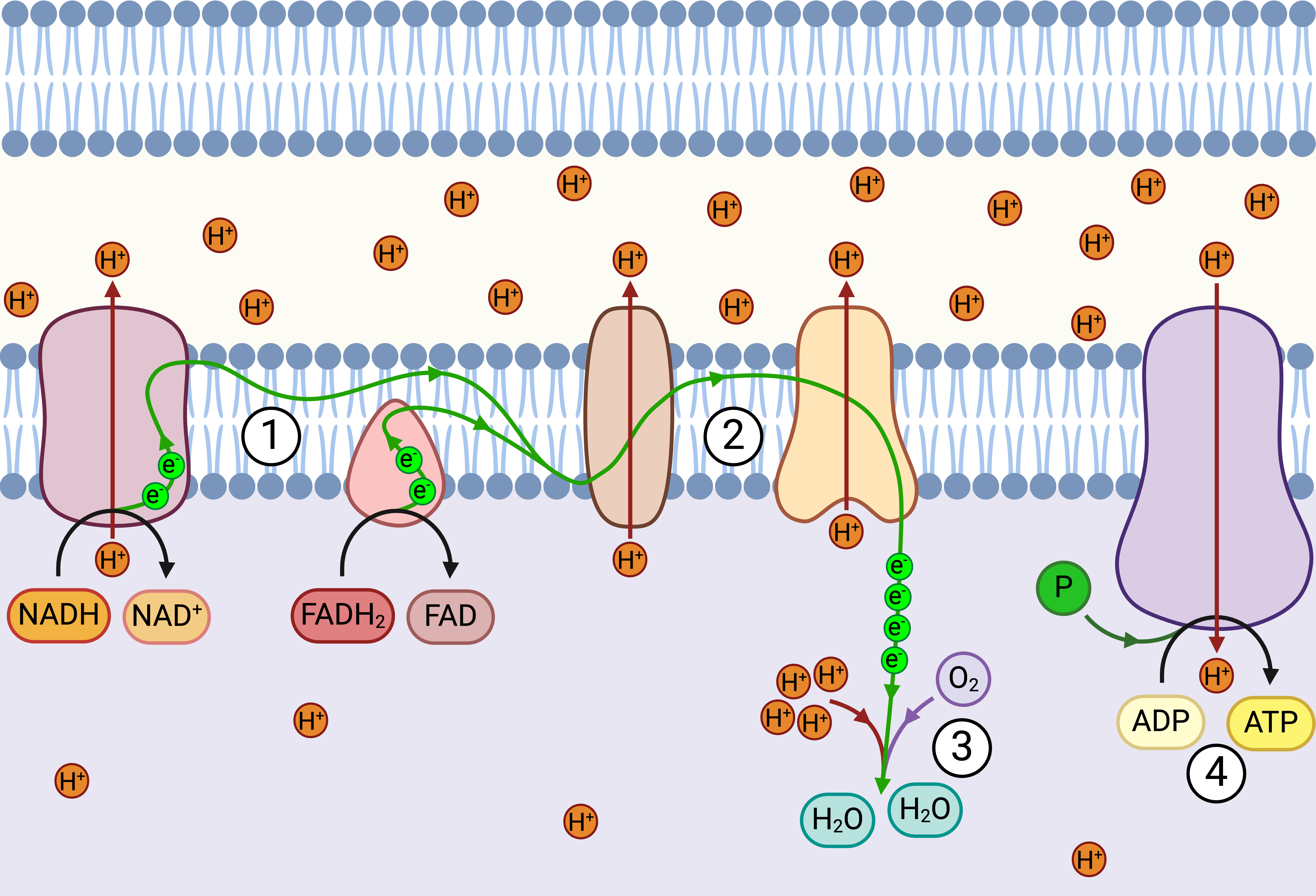 Electron Transport Chain Respiration