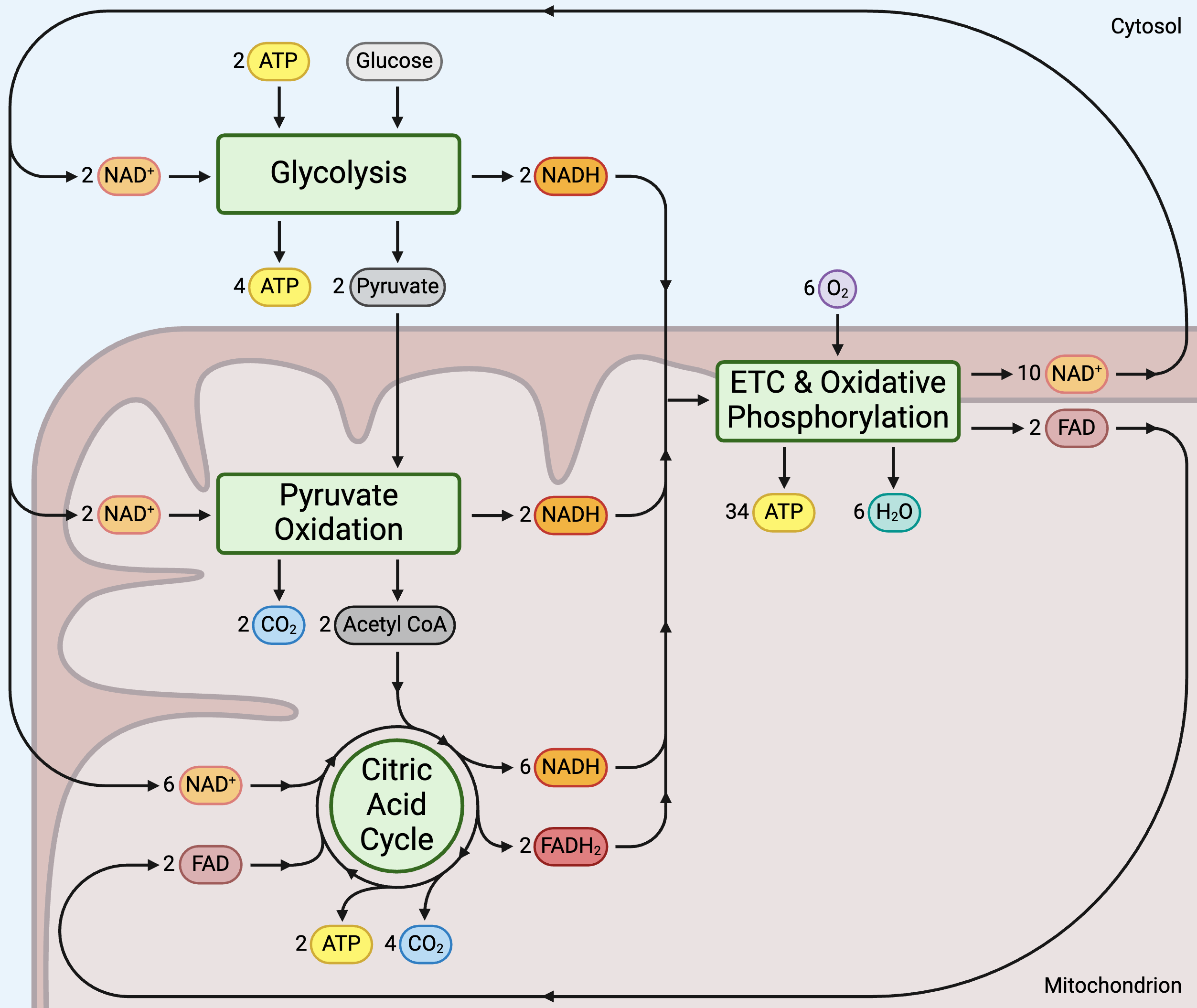 Cell Respiration Steps