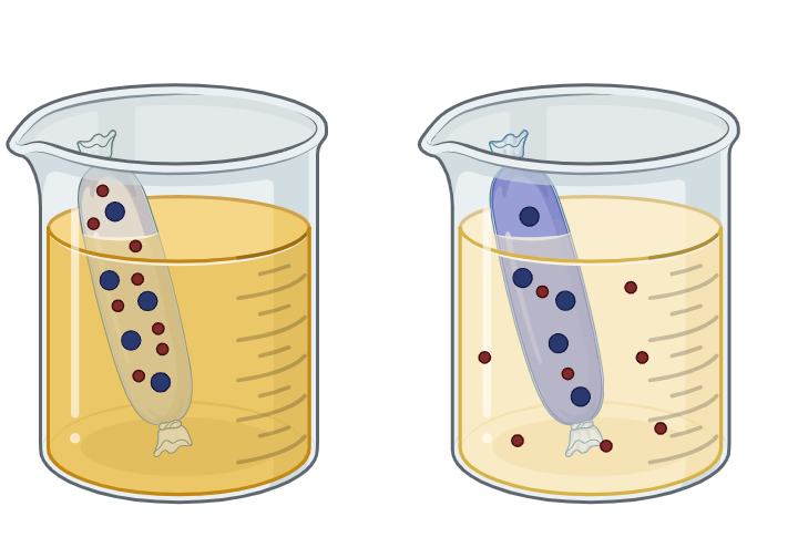 Dialysis Tubing Diffusion And Osmosis Lab